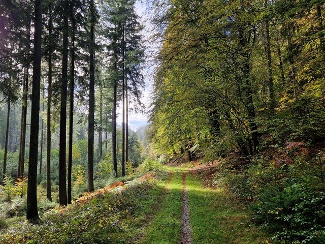 Grundstück kaufen in Lemberg (Pfalz): Freifläche im südwestlichen ...